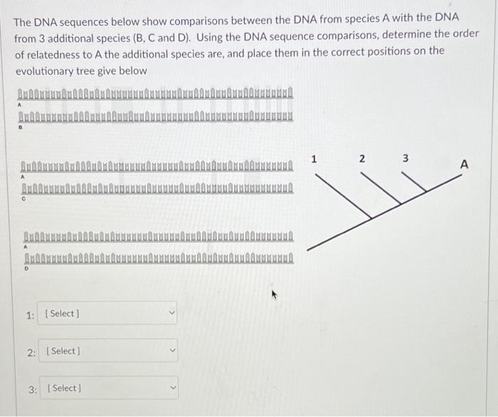 The DNA sequences below show comparisons between the | Chegg.com