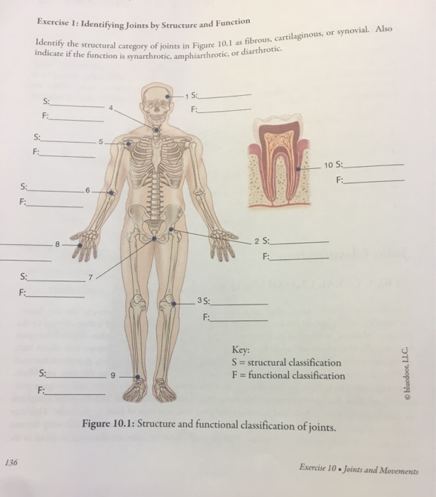 Solved Identify the structural category of joints in Figure | Chegg.com