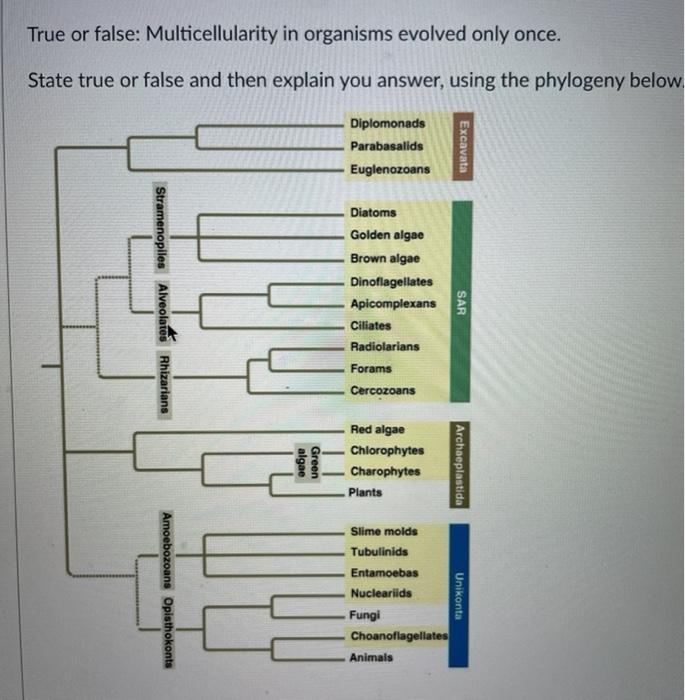 Solved True or false: Multicellularity in organisms evolved | Chegg.com