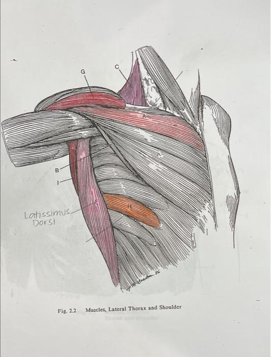 Solved G B Larissimus Dorsi Fig. 22 Muscles, Lateral Thorax | Chegg.com