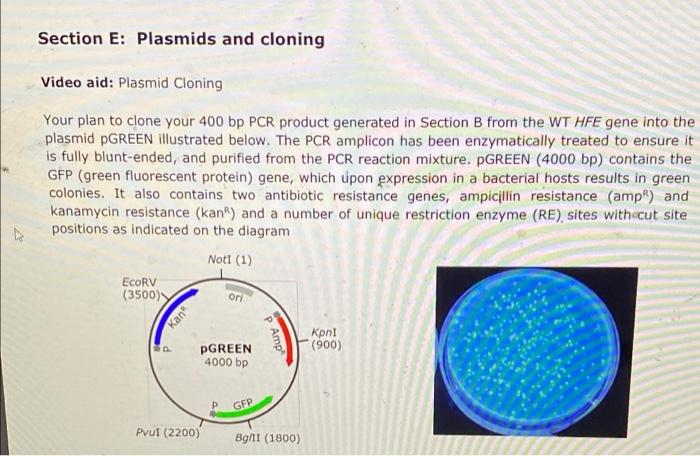 Solved Section E: Plasmids and cloning Video aid: Plasmid | Chegg.com