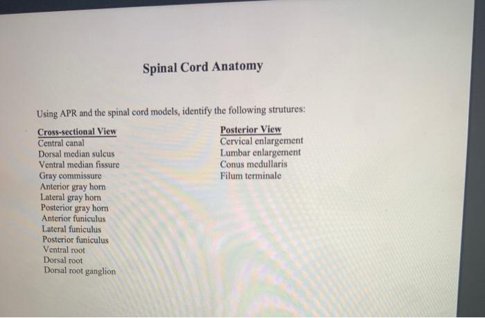 Solved Using the spinal cord anatorny handout and reflex | Chegg.com