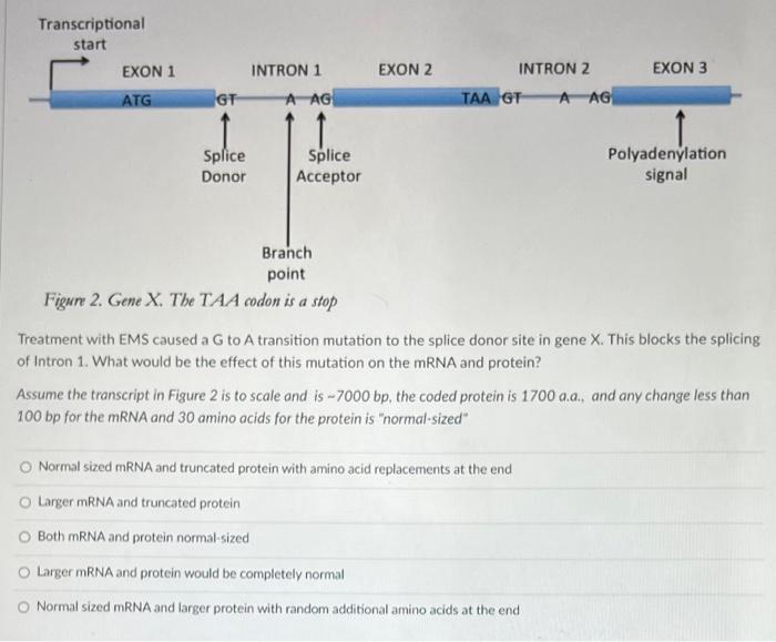 Solved Transcriptional start EXON 1 INTRON 1 EXON 2 INTRON 2 | Chegg.com