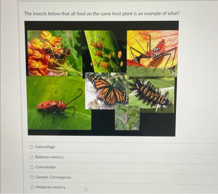 Solved The insects below that all feed on the same host | Chegg.com