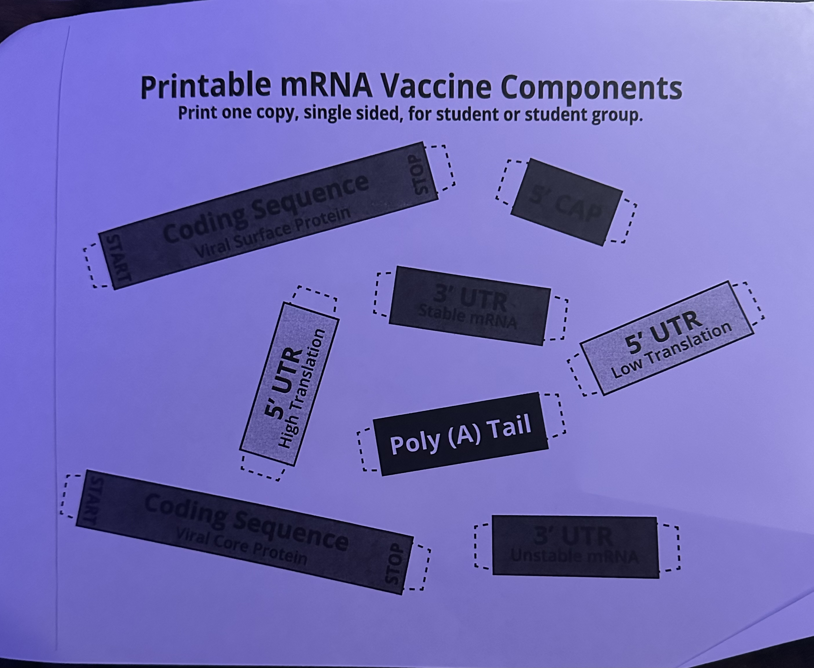 Solved Module II: Building an mRNA Vaccine.In this exercise, | Chegg.com