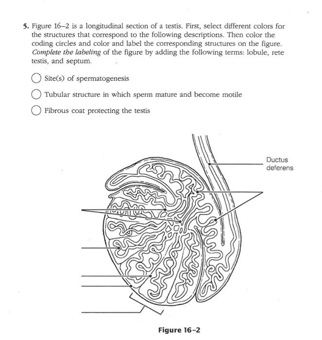 Solved 5. Figure 16−2 is a longitudinal section of a testis. | Chegg.com