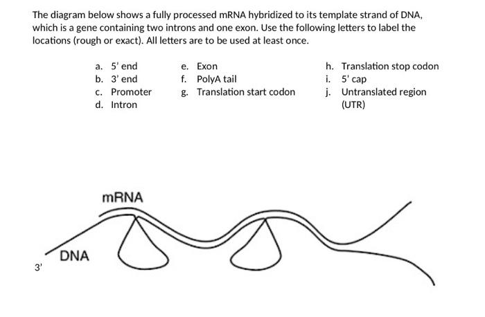 Solved The diagram below shows a fully processed mRNA | Chegg.com