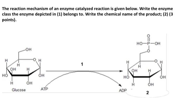 Solved The reaction mechanism of an enzyme catalyzed | Chegg.com