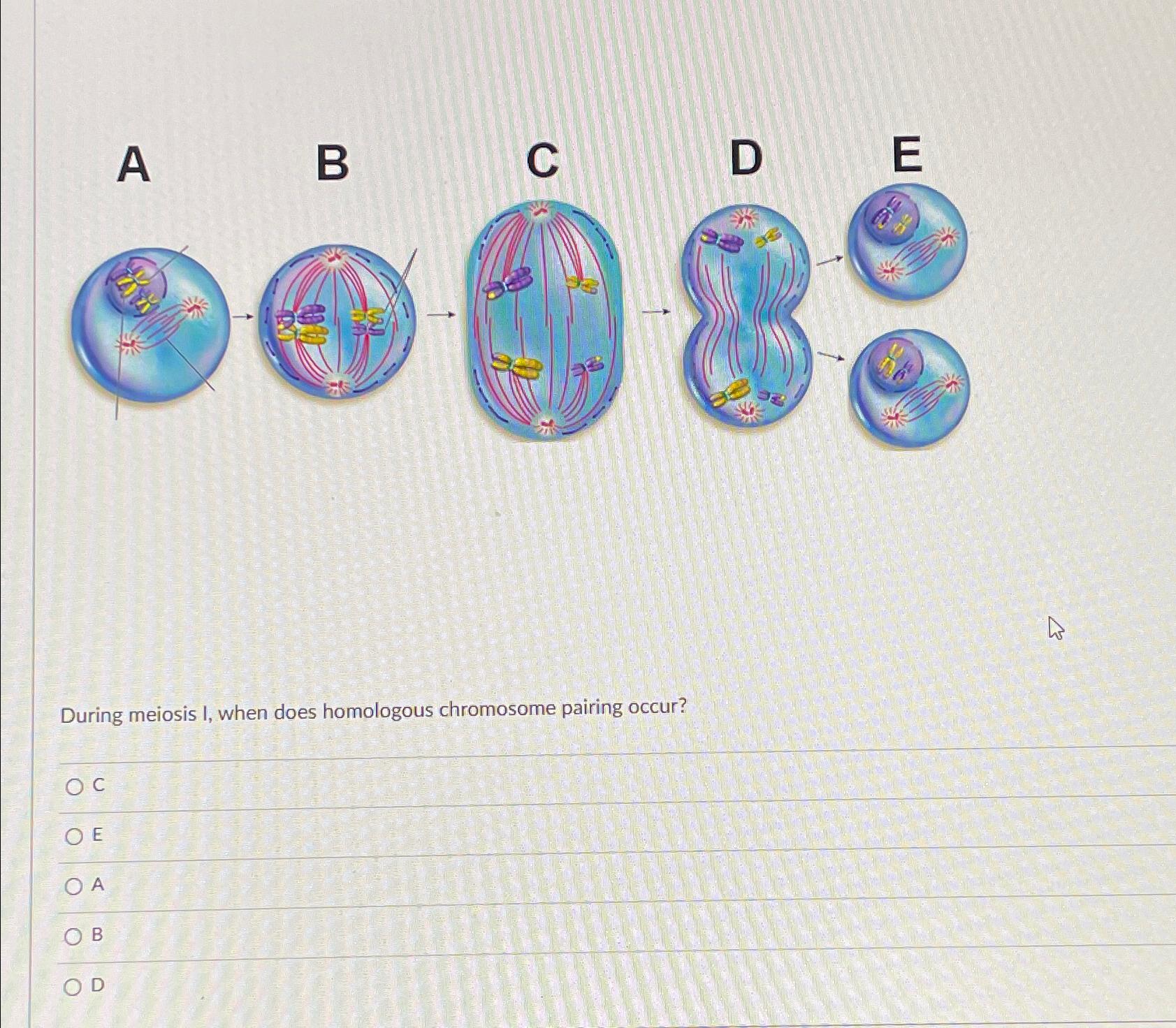 Solved During meiosis I, when does homologous chromosome | Chegg.com