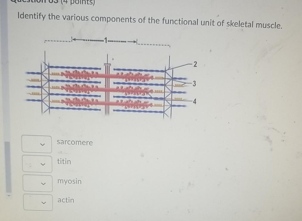 Solved Identify the parts on a smooth myocyte. 3 2 nucleus | Chegg.com