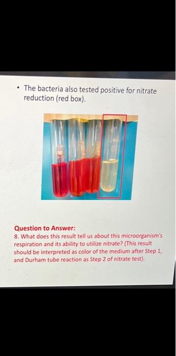 Solved - The bacteria also tested positive for nitrate | Chegg.com
