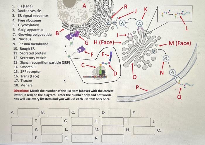 Solved 1. Cis (Face) 2. Docked vesicle 3. ER signal sequence | Chegg.com