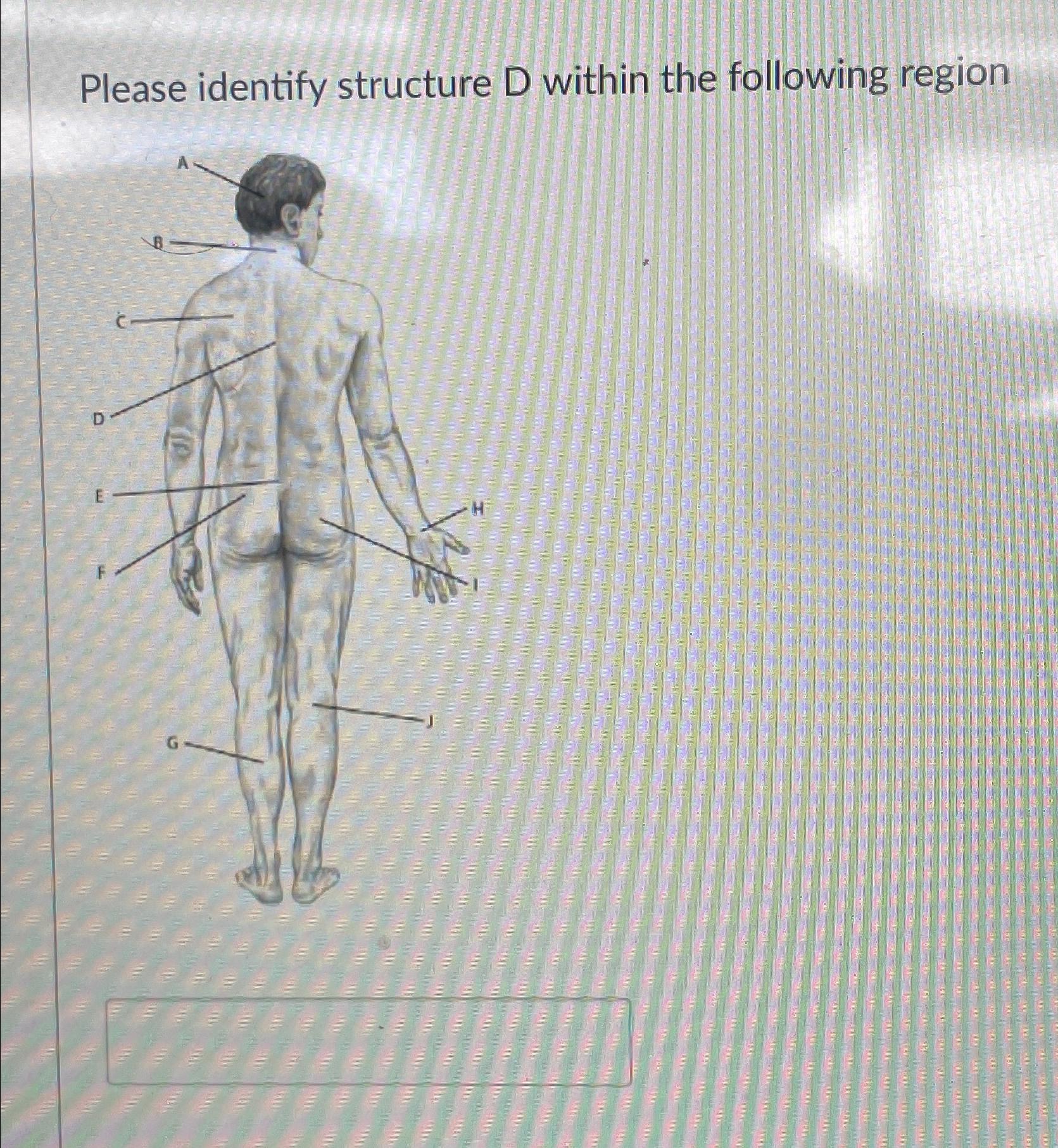 Solved Please identify structure D ﻿within the following | Chegg.com