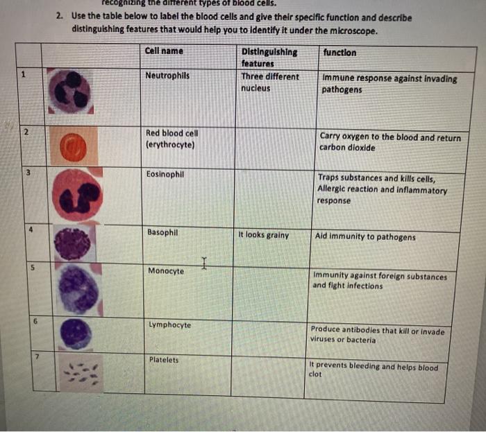 Solved recognizing different types of blood cells. 2. Use | Chegg.com