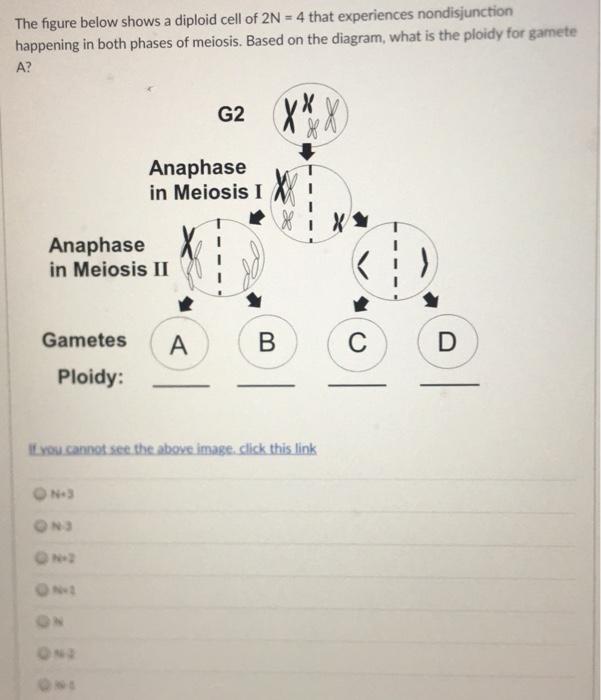 Solved The figure below shows a diploid cell of 2N = 4 that | Chegg.com