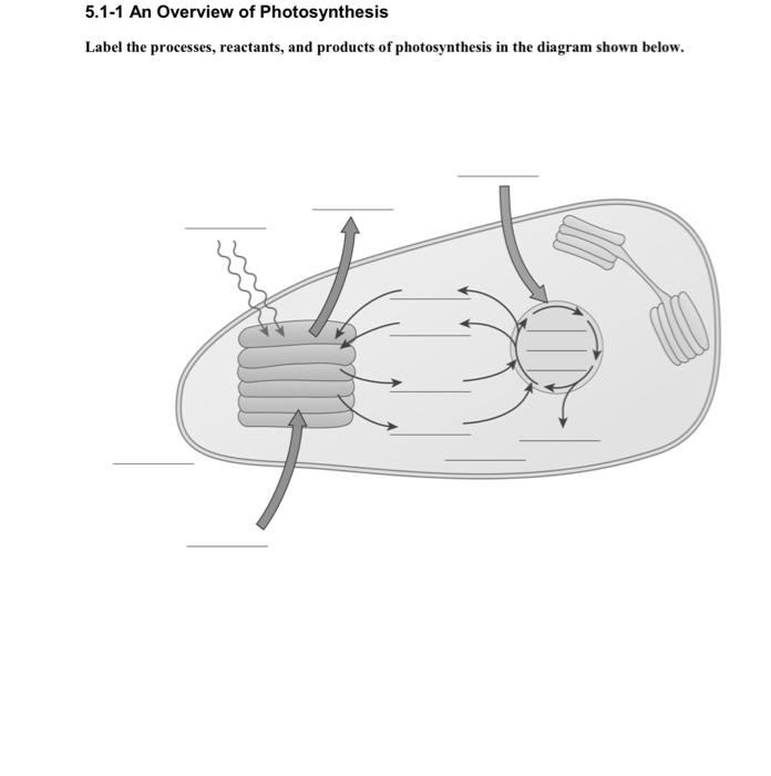 Solved 5.1-1 An Overview of Photosynthesis Label the | Chegg.com
