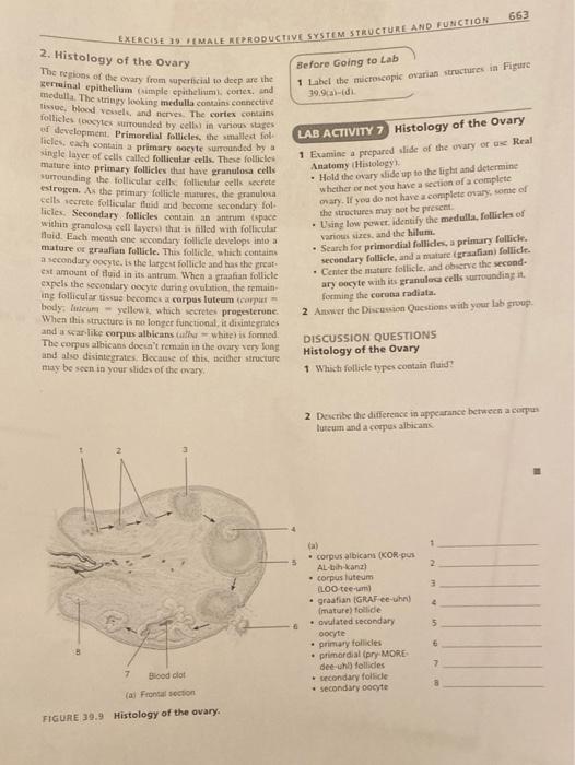 Solved EXERCISE MALE REPRODUCTIVE SYSTEM STRUCTURE AND | Chegg.com