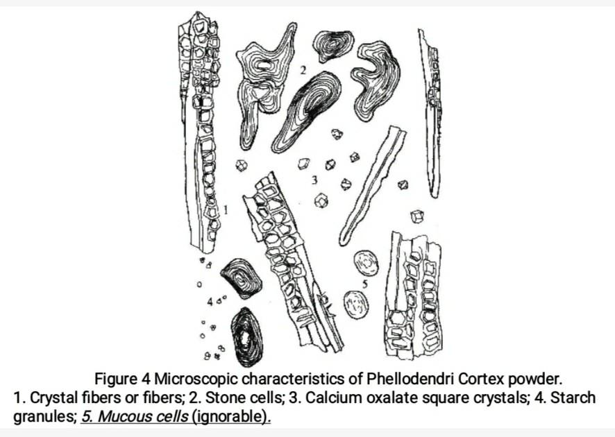 Solved draw all Microscopic characteristics of Phellodendri | Chegg.com