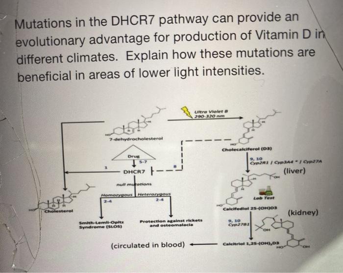 Solved Mutations in the DHCR7 pathway can provide an | Chegg.com