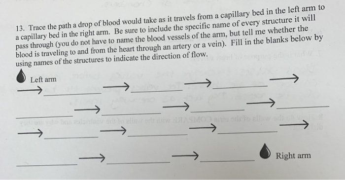 Solved 13. Trace the path a drop of blood would take as it | Chegg.com