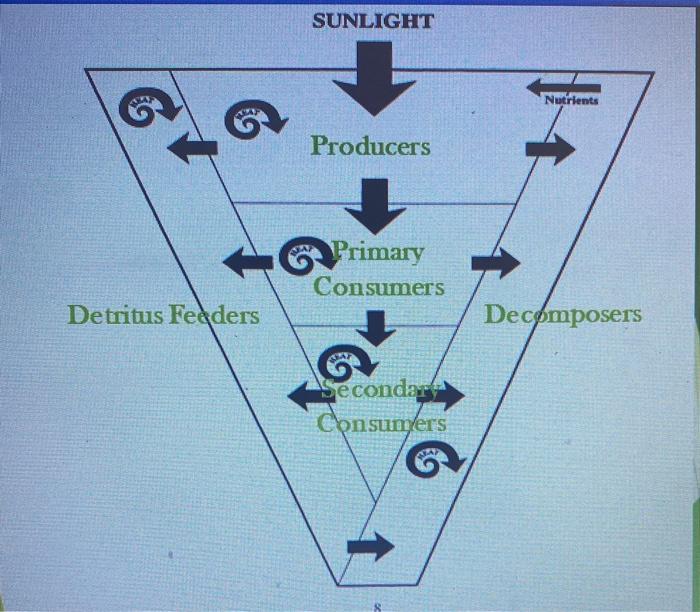 Solved SUNLIGHT Nutrients Producers Primary Consumers | Chegg.com