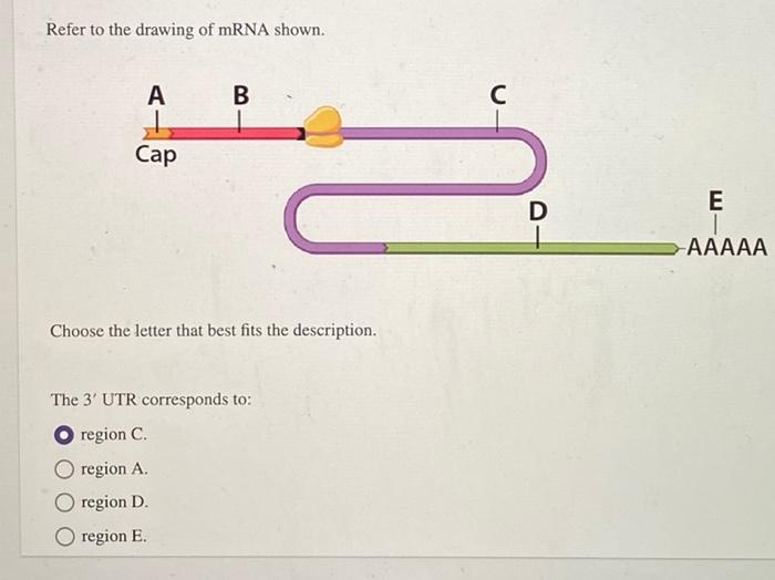 Solved Refer to the drawing of mRNA shown. B с А 1 Cap E D | Chegg.com