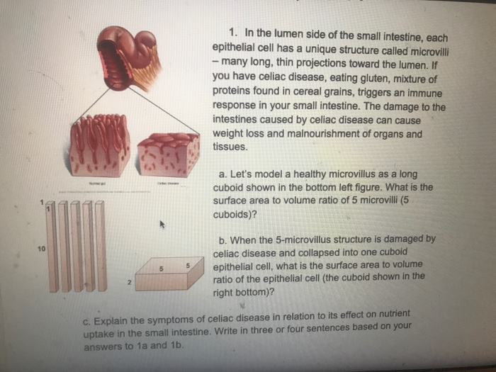 Solved 1. In the lumen side of the small intestine, each | Chegg.com
