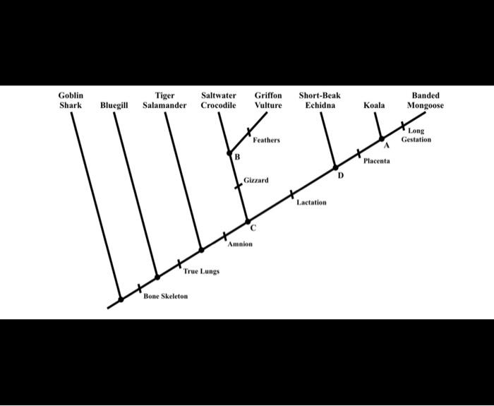 7.2) Which node on the phylogenctic tree above | Chegg.com
