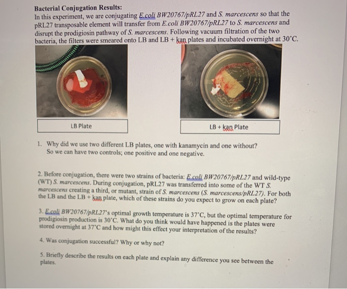 Solved Bacterial Conjugation Results: In this experiment, we | Chegg.com