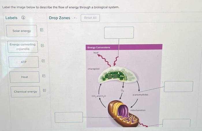 Solved Label the image below to describe the flow of energy | Chegg.com