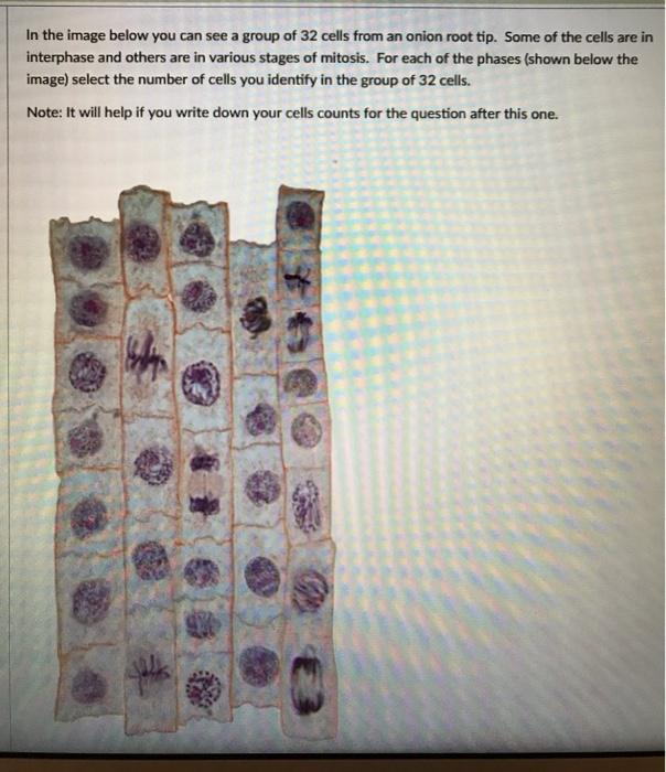 Solved In the image below you can see a group of 32 cells | Chegg.com