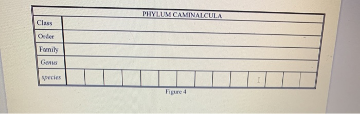 Solved Exercise 1: The Taxonomic Classification of Living | Chegg.com