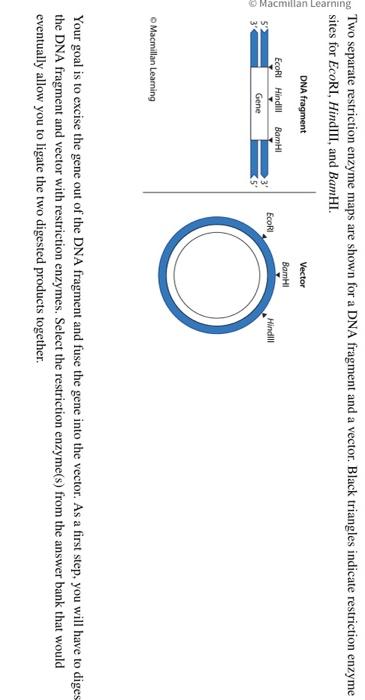 Two separate restriction enzyme maps are shown for a | Chegg.com