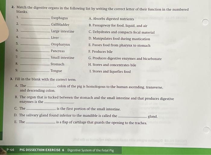 Solved 2. Match the digestive organs in the following list | Chegg.com