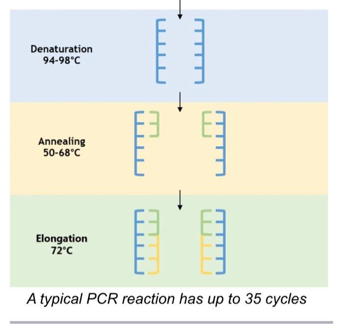 Solved Denaturation 94-98°C Annealing 50-68°C Elongation | Chegg.com