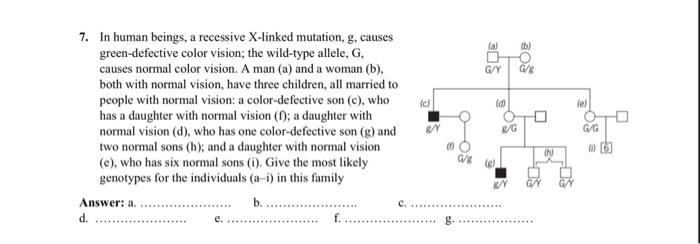 [Solved]: 7. In human beings, a recessive X-linked mutation