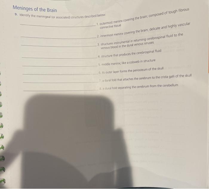 Solved Meninges of the Brain 9. Identify the meningeal (or | Chegg.com