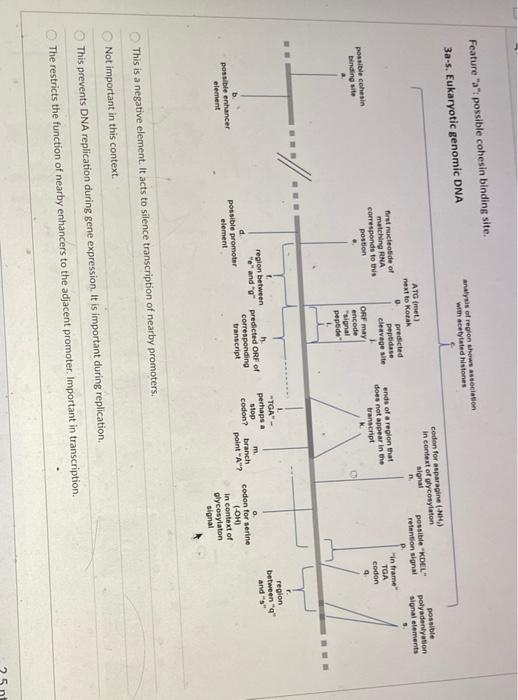 Solved Feature "a": possible cohesin binding site. analysis | Chegg.com