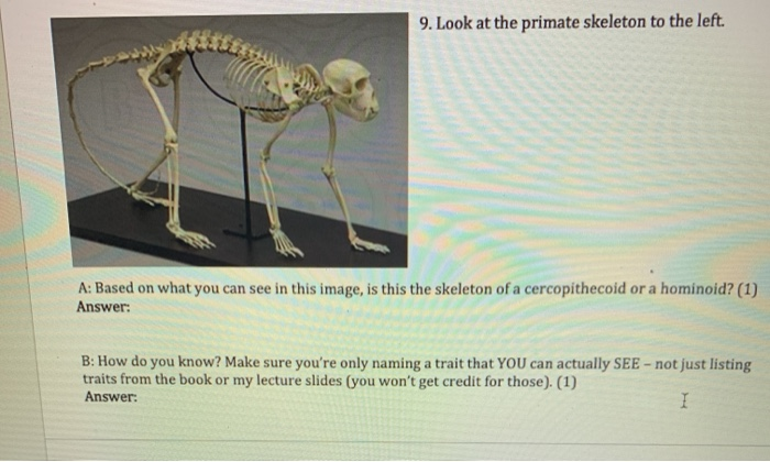 Solved 9. Look at the primate skeleton to the left. A: Based | Chegg.com