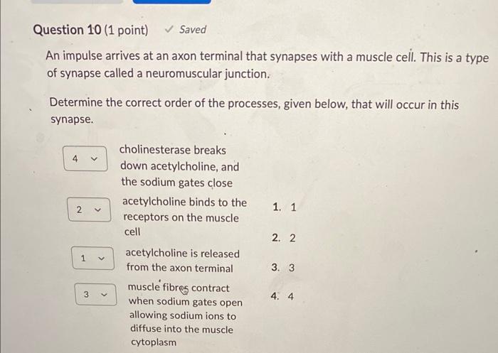 Solved An impulse arrives at an axon terminal that synapses | Chegg.com