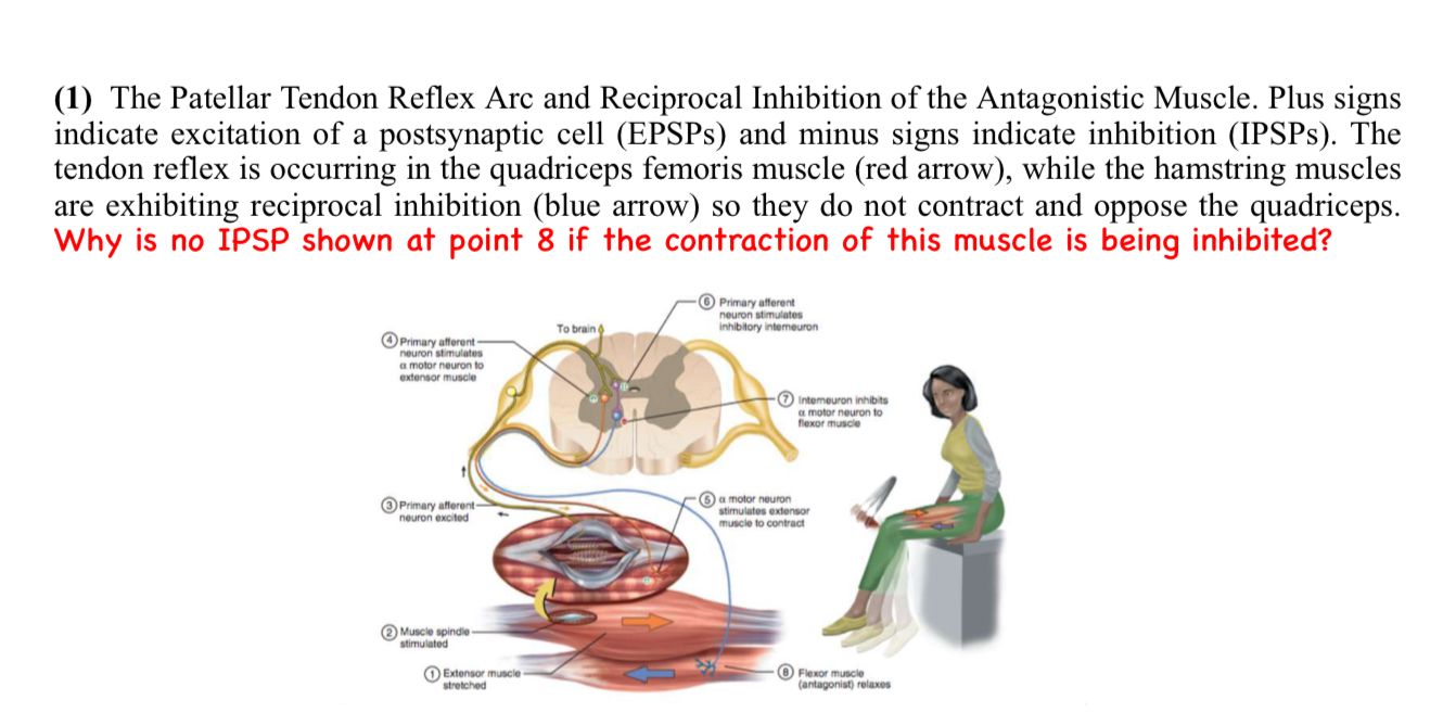 Solved (1) ﻿The Patellar Tendon Reflex Arc and Reciprocal | Chegg.com