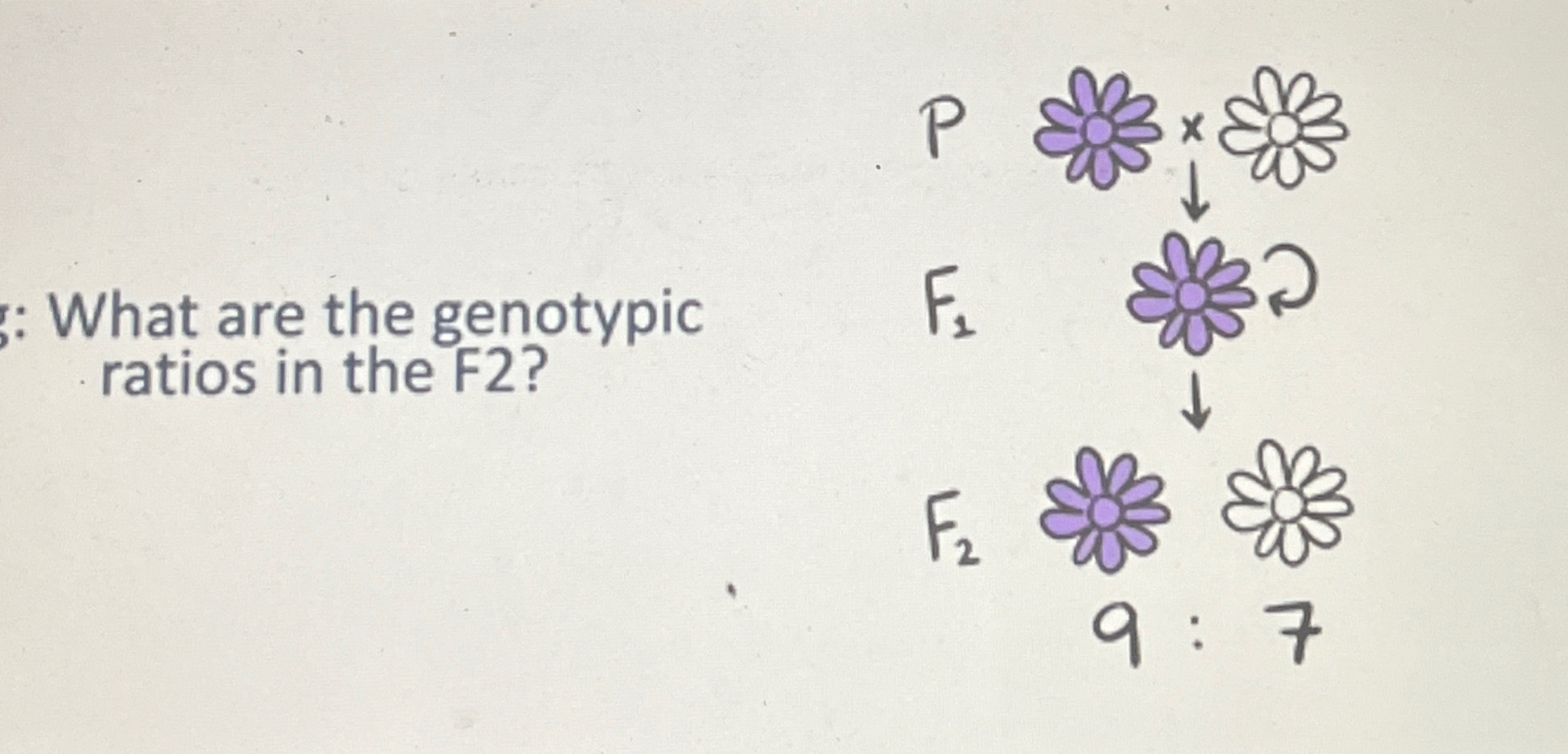 Solved What are the genotypic ratios in the F2? | Chegg.com