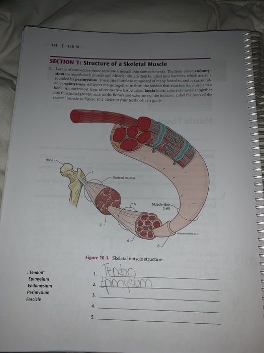 Solved 124 Lab 10 SECTION 1: Structure of a Skeletal Muscle | Chegg.com