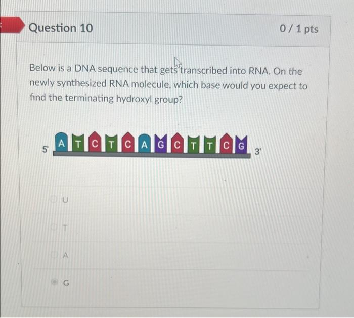 Solved Below is a DNA sequence that gets transcribed into | Chegg.com