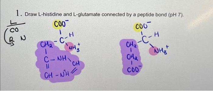 Solved 1 Draw L Histidine And L Glutamate Connected By A