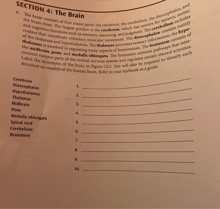 Solved A. The brain consists of four major parts: the | Chegg.com