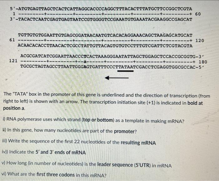 In the DNA footprinting experiment shown here, a | Chegg.com