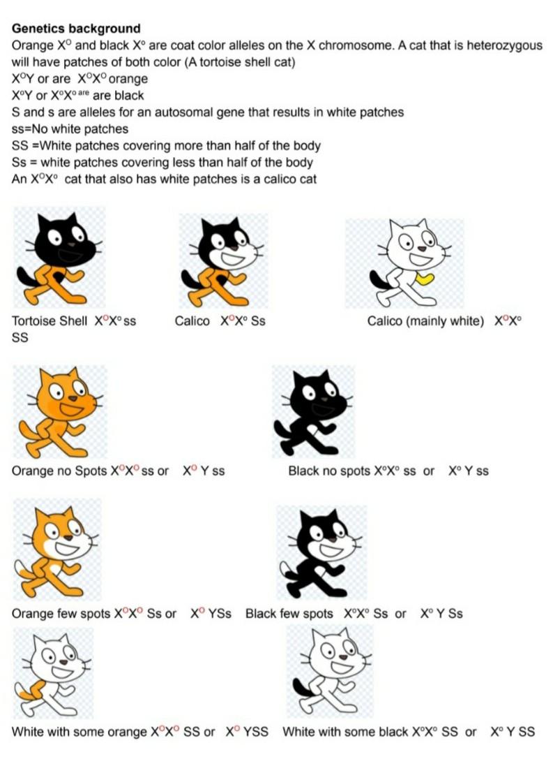 Solved You have the correct genotypes for the parents You | Chegg.com