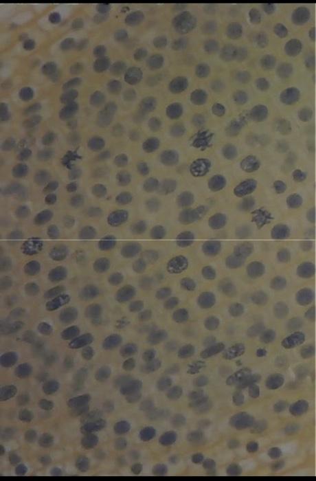 Solved number if cells in interphase and mitotic phase. | Chegg.com