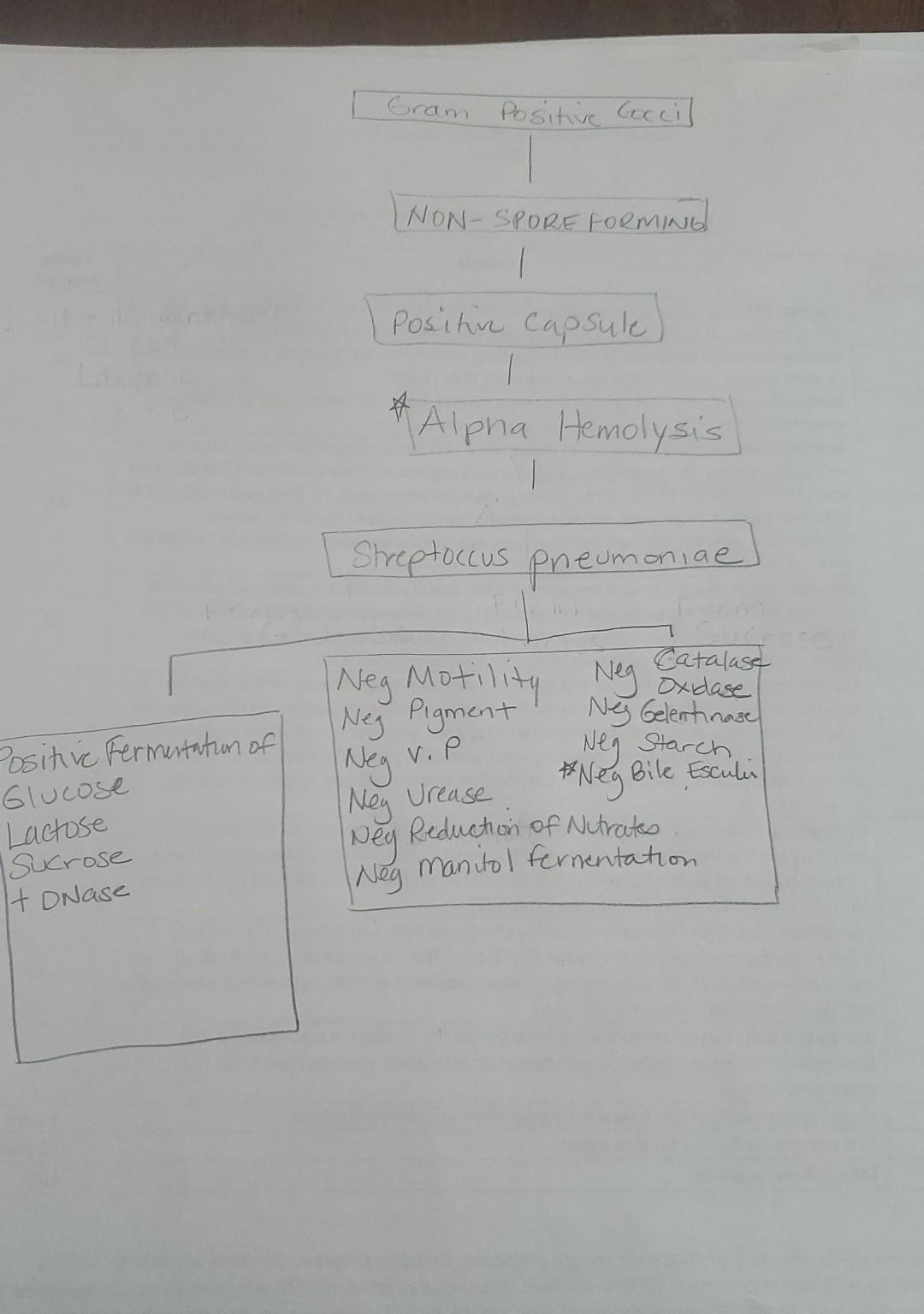 Solved is this correct for a flow chart or streptococcus | Chegg.com